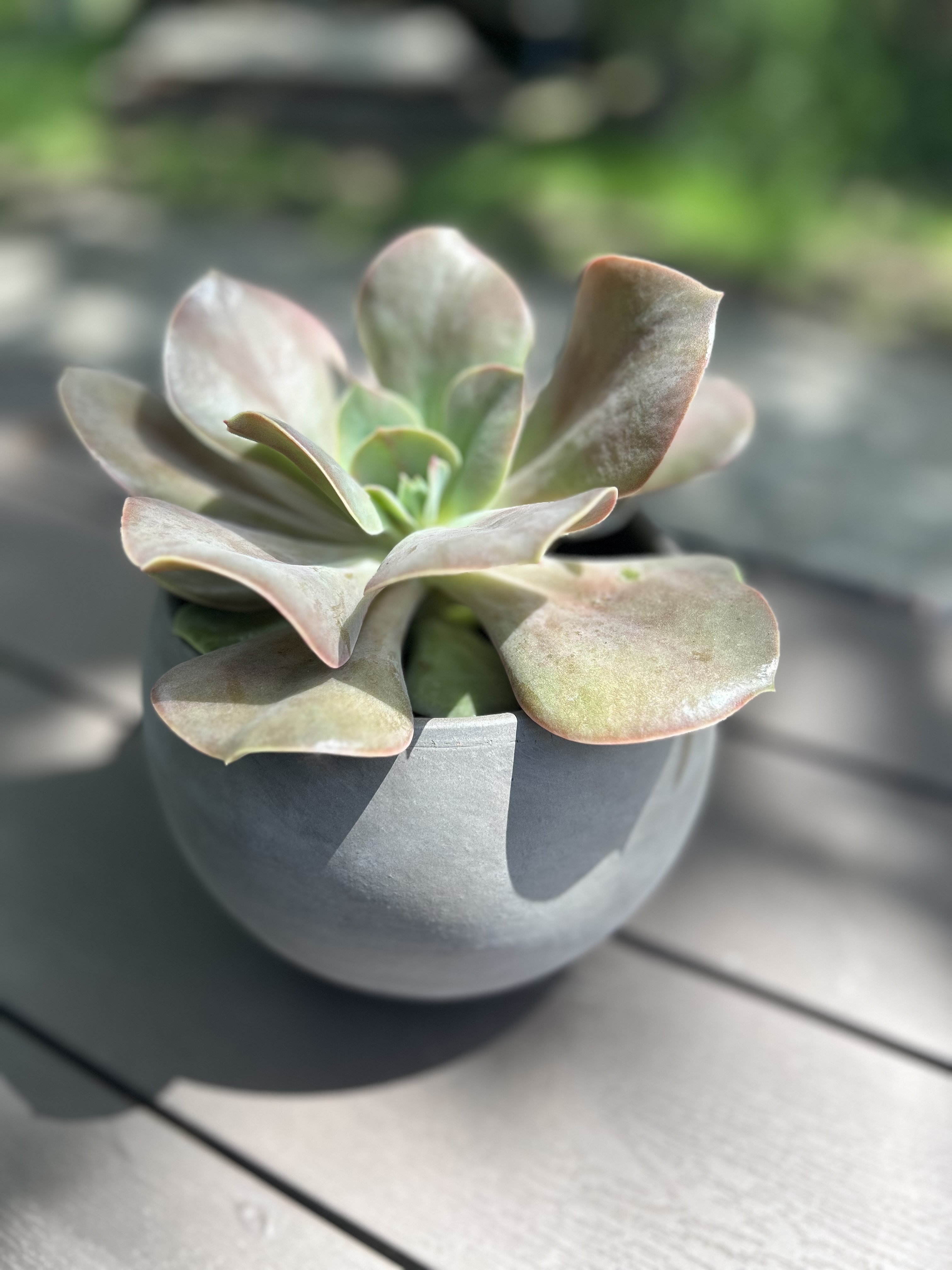 Lush Roots – Lush Roots creates handmade plant and paper art with ...